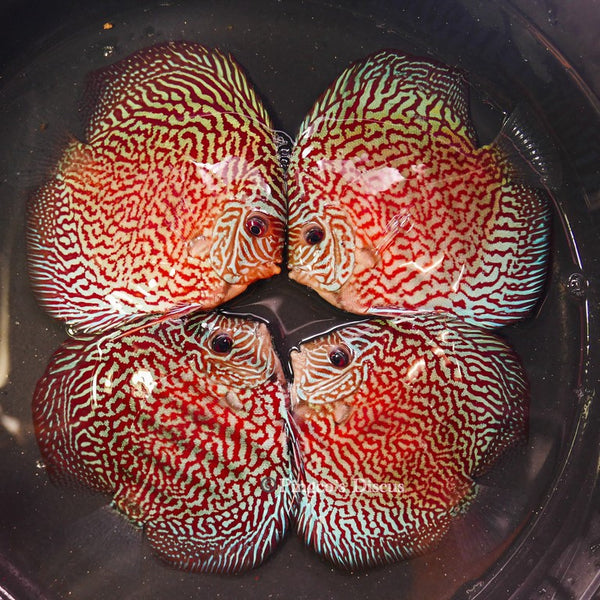 5.5-" German Red Turquoise – Pingco's Discus