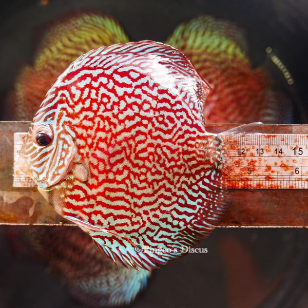 5.5-" German Red Turquoise – Pingco's Discus